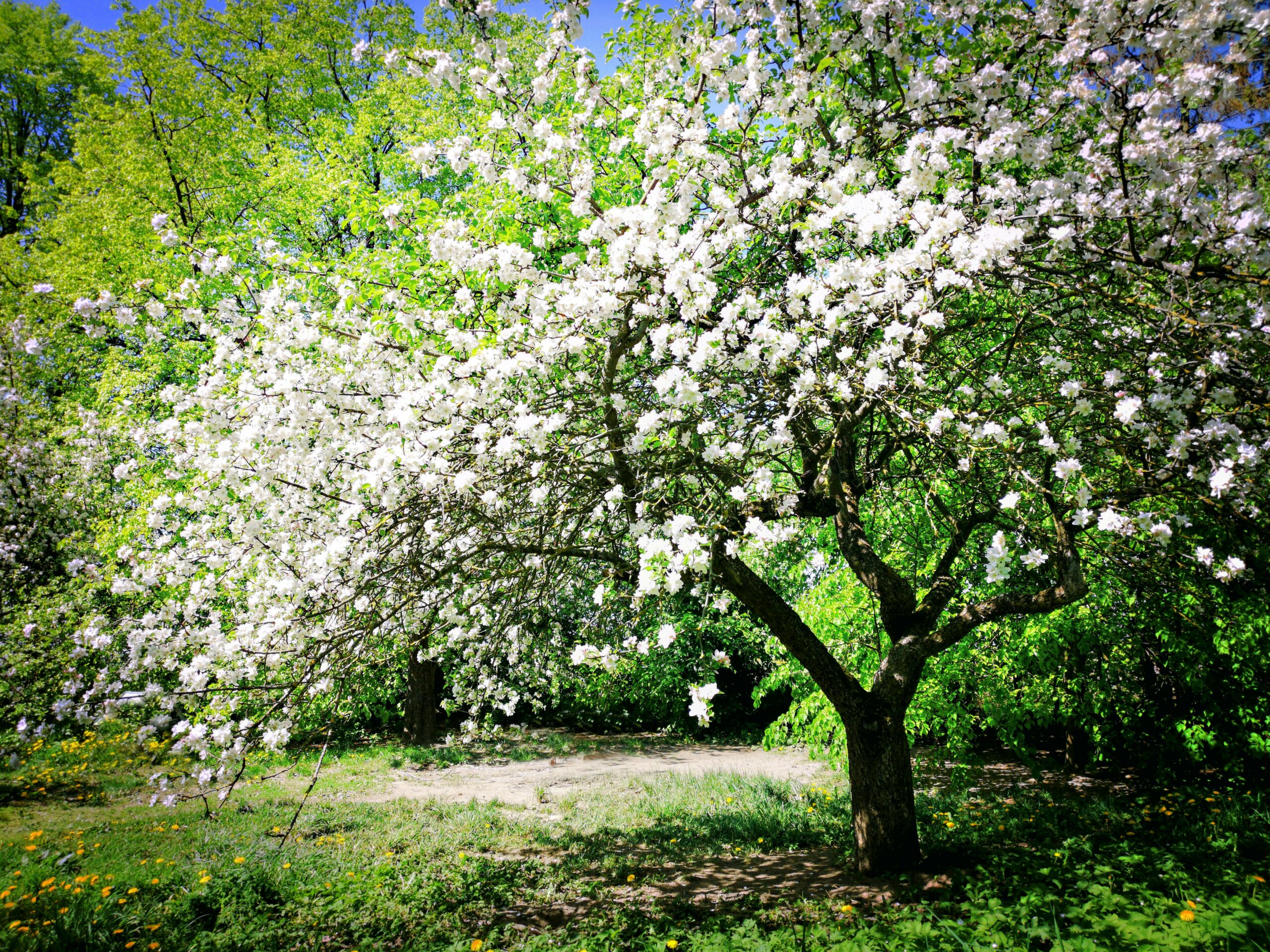 British plants are now flowering a month earlier - Earth.com