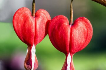 New secrets of flower diversity revealed • Earth.com