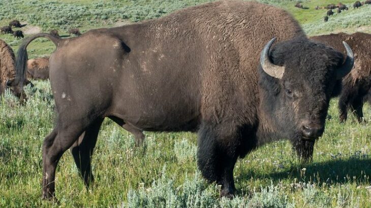 Home of the ungulates - Earth.com Home of the ungulates