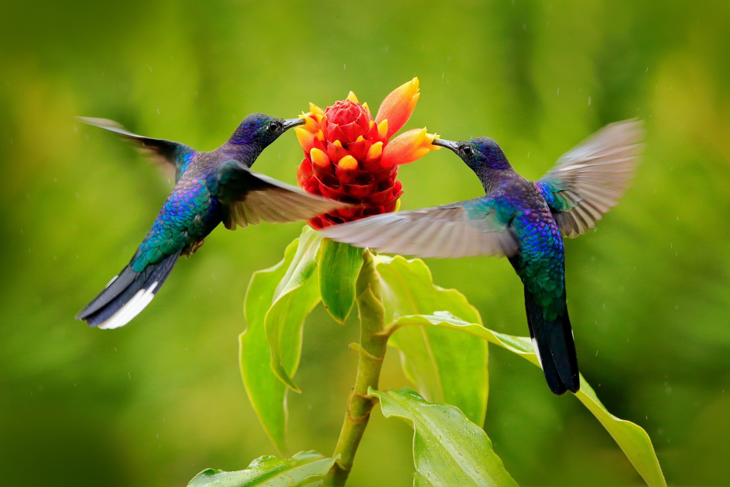 Hummingbirds are experts at regulating body temperature - Earth.com