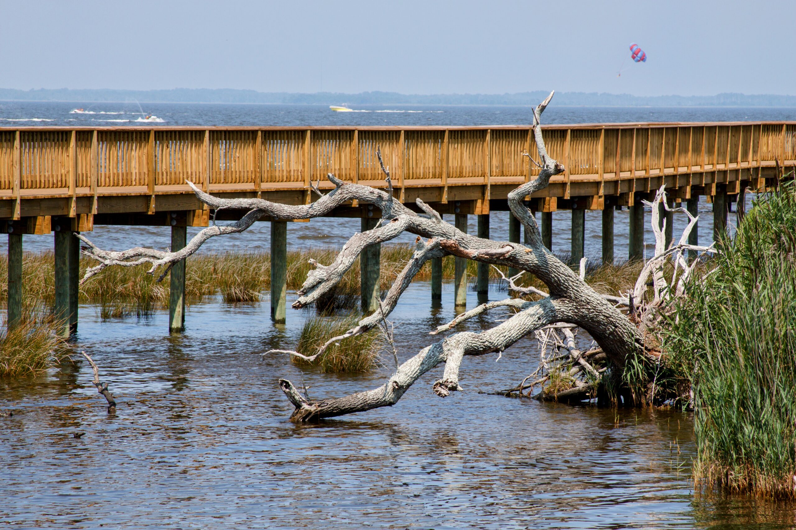Why are dead trees emitting methane? - Earth.com
