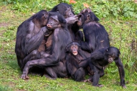 Chimpanzees vs. Bonobos: What’s the Difference? - Earth.com