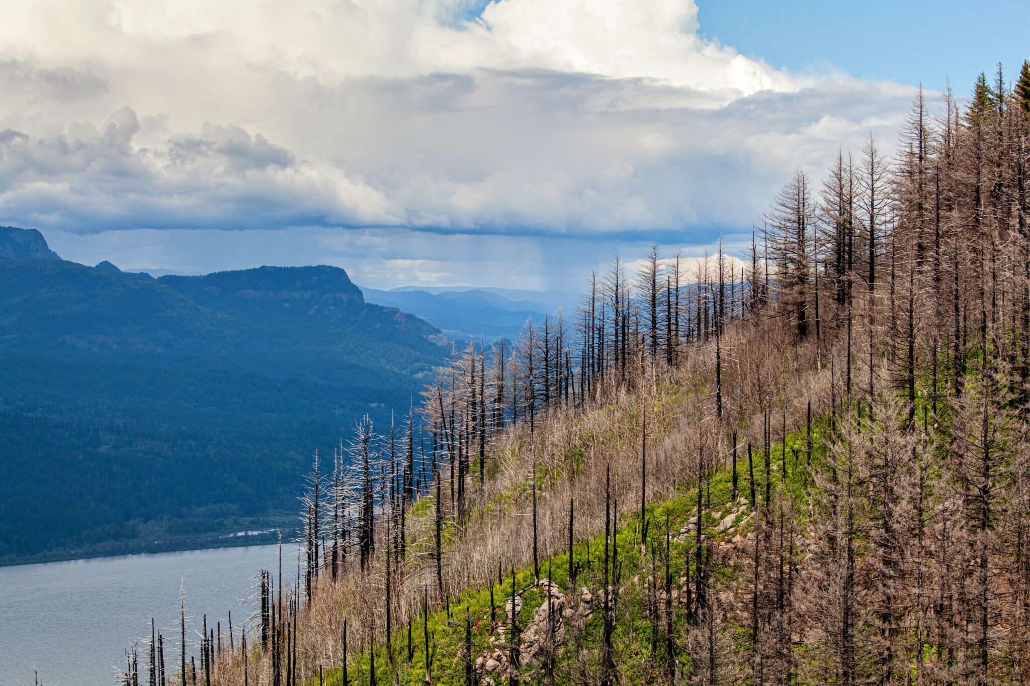 "Double-hazard" wildfire zones identified in the American West • Earth.com