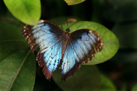 Rainfall patterns will decide if Miami blue butterflies can survive ...