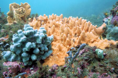 Giant sponge gardens found deep in the Arctic Ocean • Earth.com