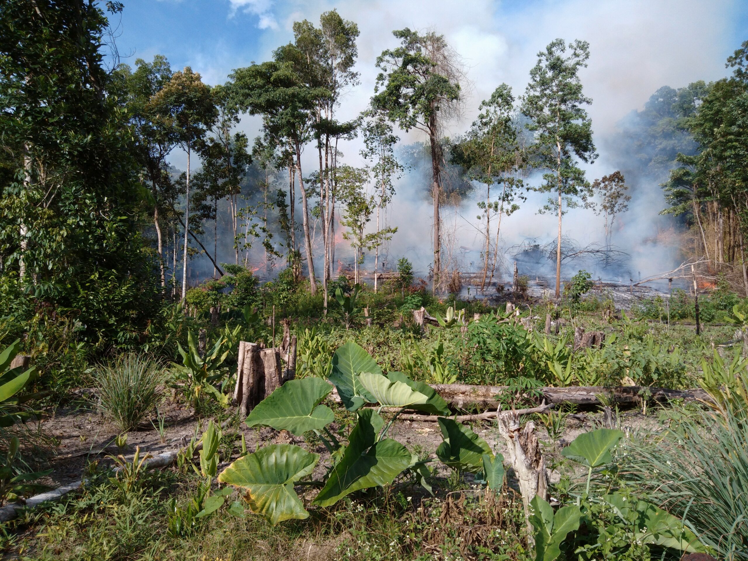 The true impact of peatland fires has been underestimated - Earth.com