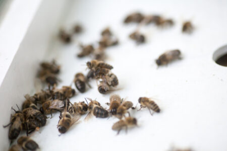 Welcome to the Dystopian Life of a Drone Bee - Earth.com