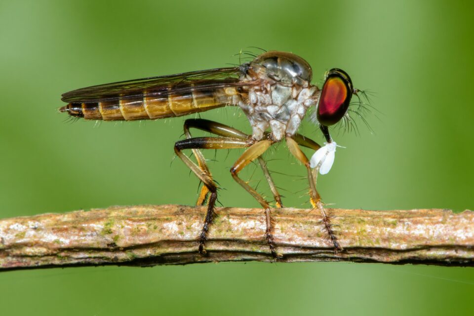 Robber flies avoid obstacles while they hunt moving prey • Earth.com