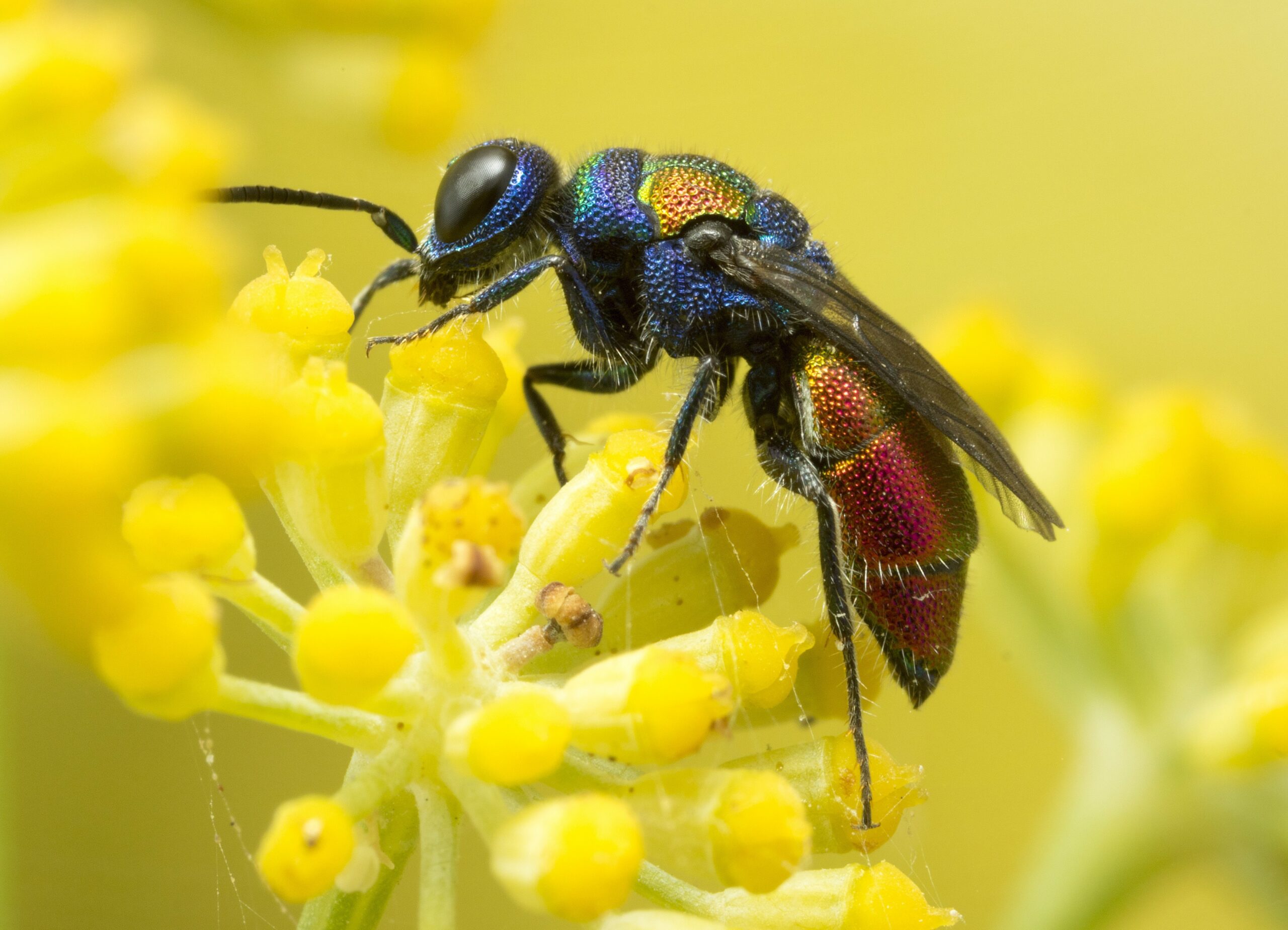 Scientists reveal hidden diversity among parasitoid wasps - Earth.com