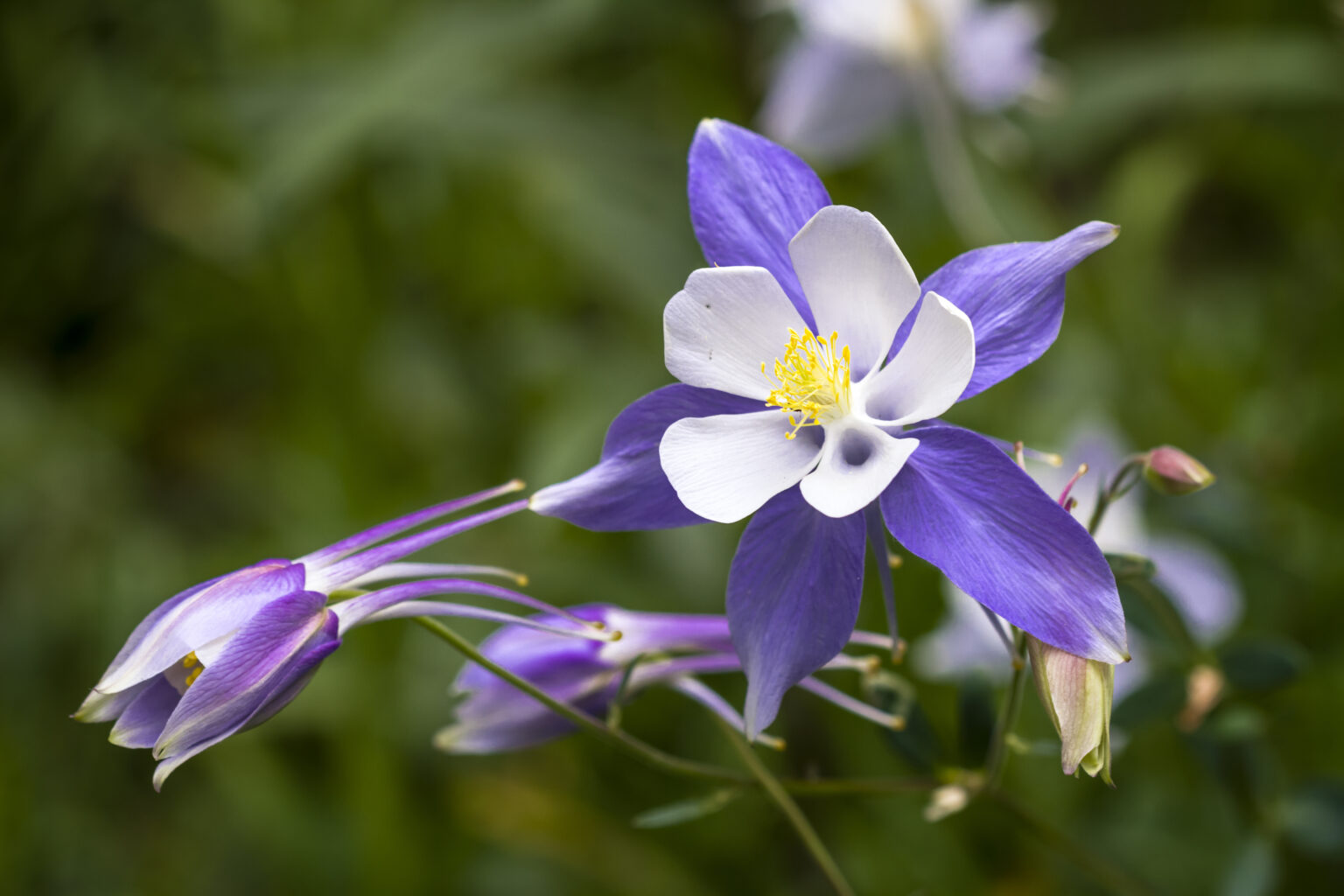 Colorado blue columbines show punctuated evolution in action • Earth.com