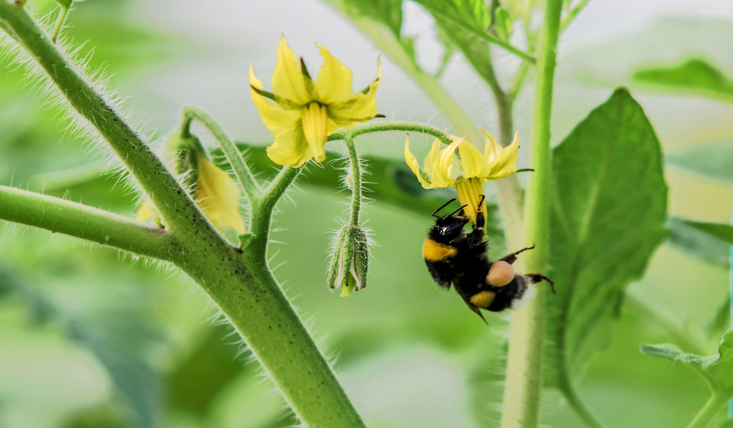 Antibiotics used on food crops may be starving bees - Earth.com