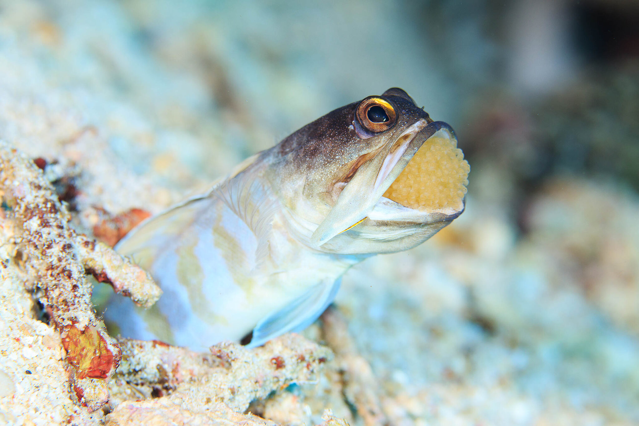 Mouthbrooding: Everything You Didn’t Want to Know - Earth.com