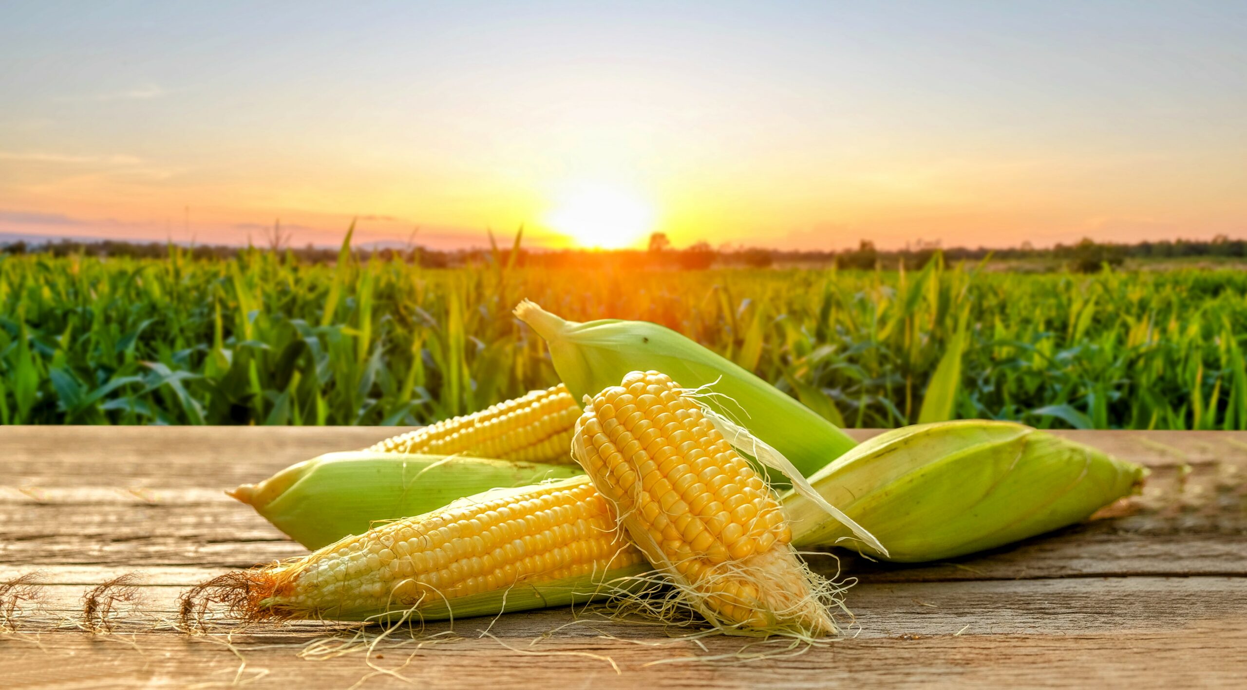 Crop production increases nitrous oxide emissions - Earth.com