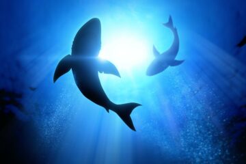 Fish create moving vortices to power their propulsion • Earth.com