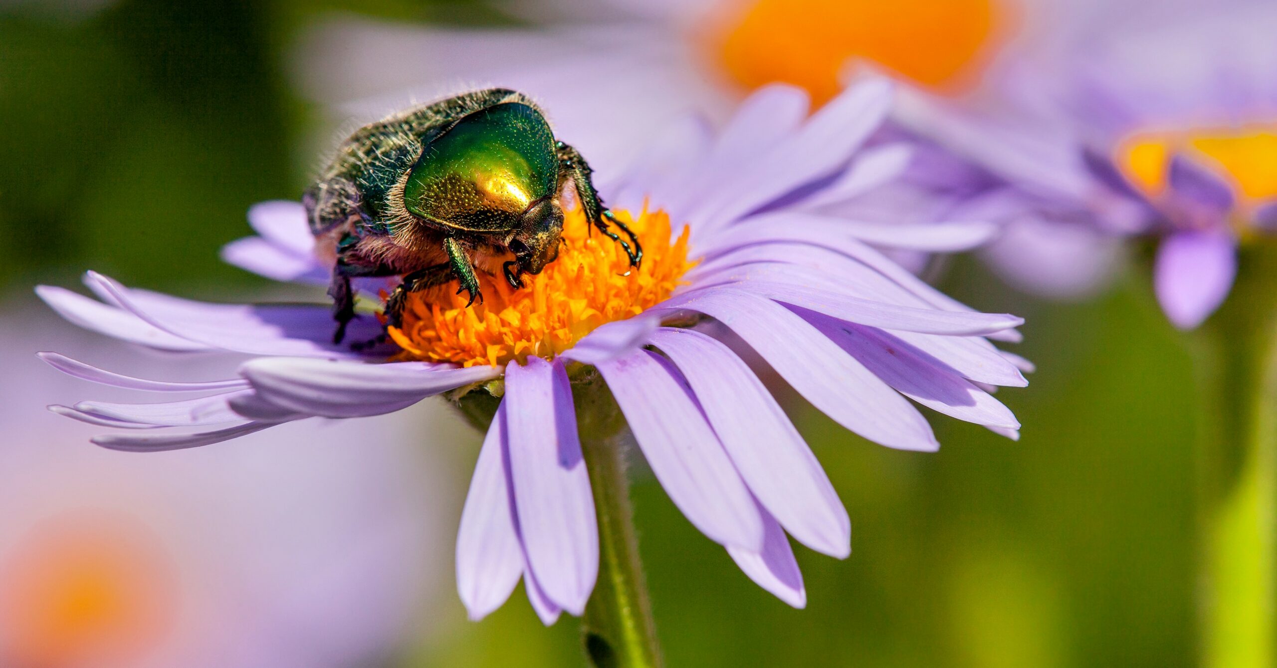 Wildflower and pollinator communities are silently shifting - Earth.com