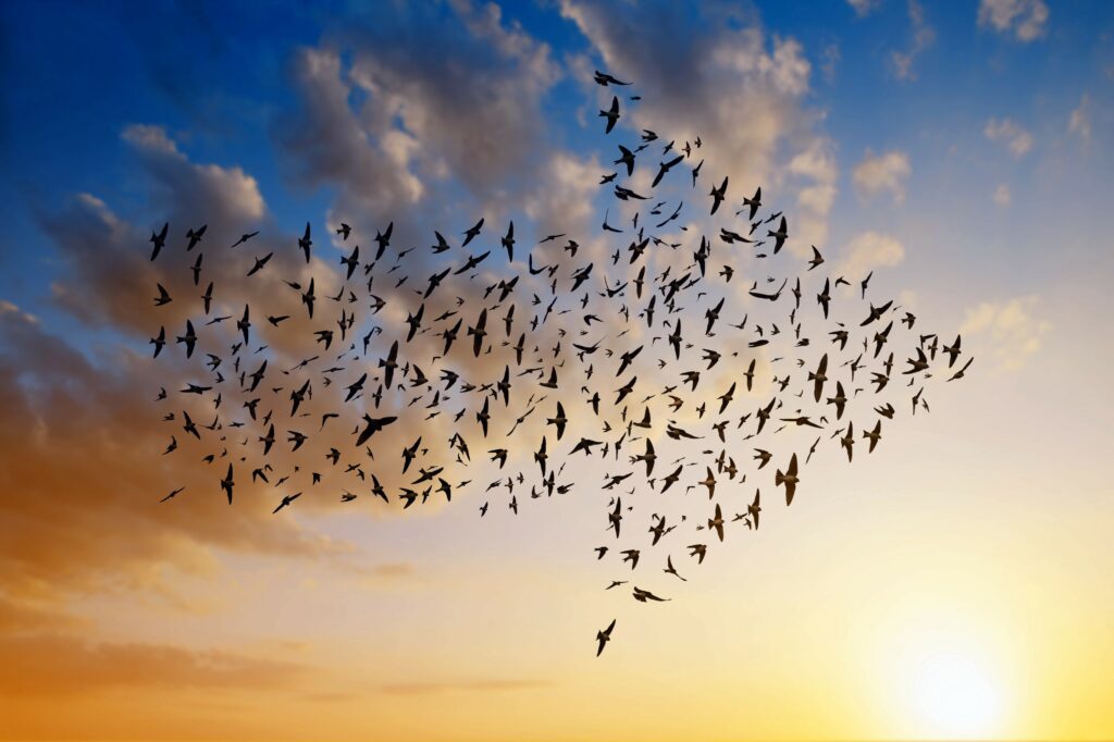 Birds rely on an inner compass to guide long migrations • Earth.com