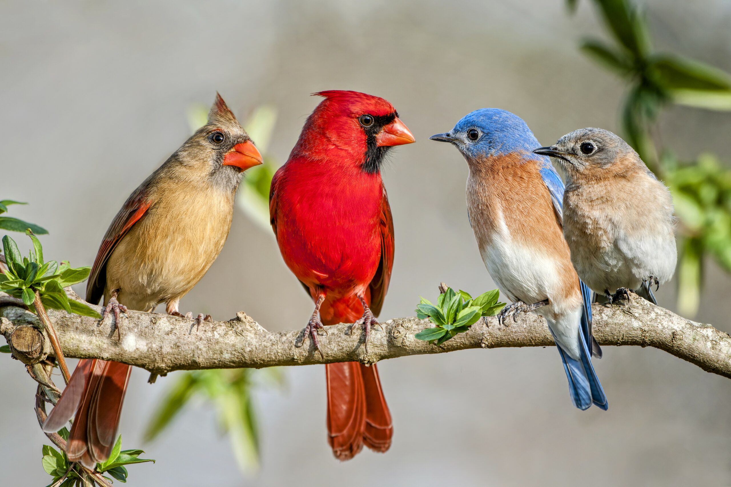 Higher levels of biodiversity reduce extinction risks in birds - Earth.com