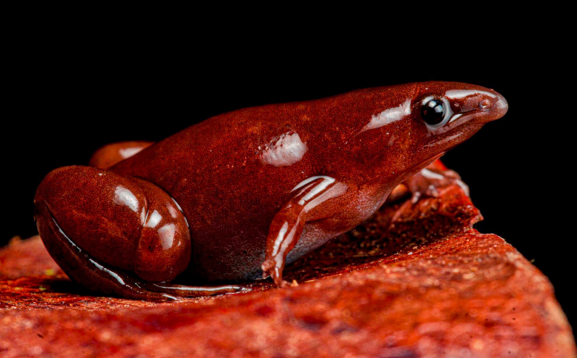 Bizarre frog with tapir-like nose discovered in Peru - Earth.com