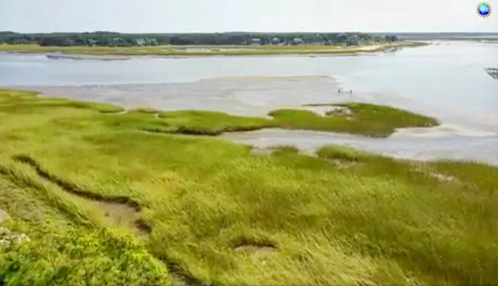Coastal wetlands are threatened by salt water intrusion • Earth.com