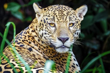 What are keystone species? These examples will help explain - Earth.com