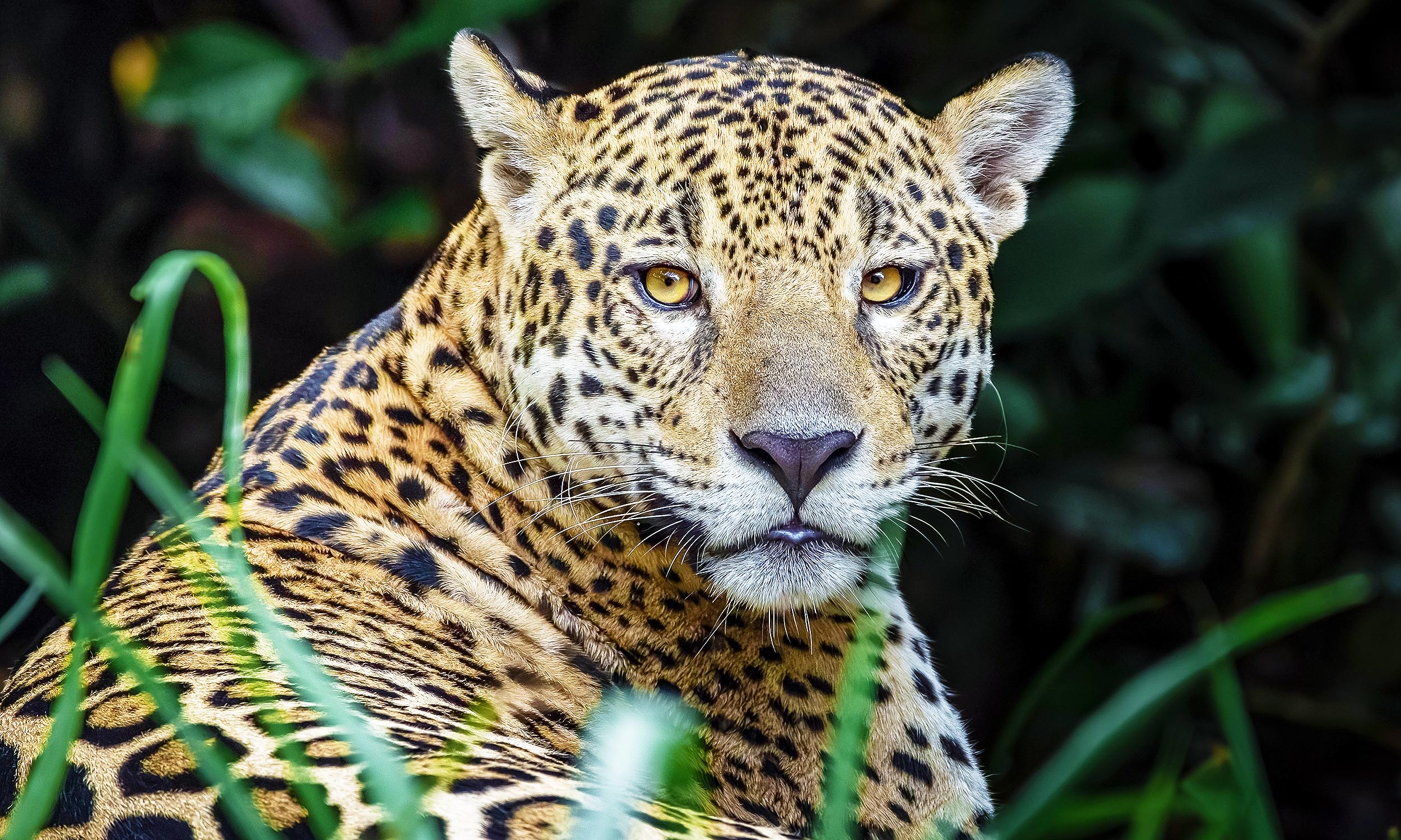 What are keystone species? These examples will help explain - Earth.com