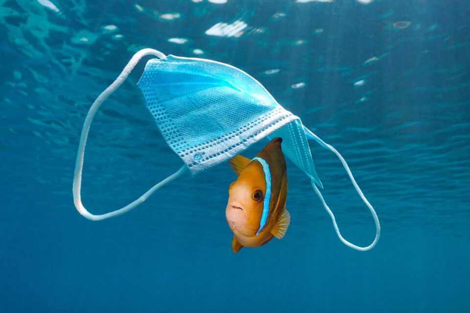 Disposable masks are increasingly impacting marine animals • Earth.com