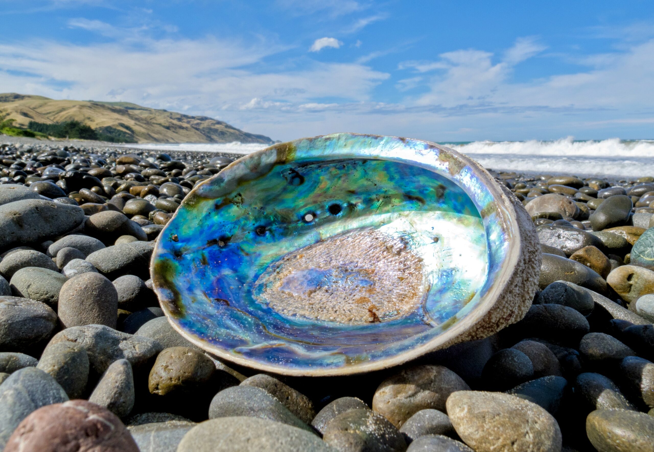 Ultrasound technology can help protect abalone mollusks - Earth.com