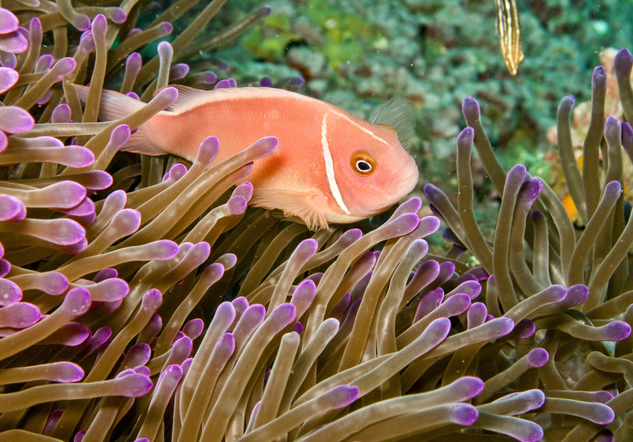 Fish sounds are important for conservation efforts - Earth.com