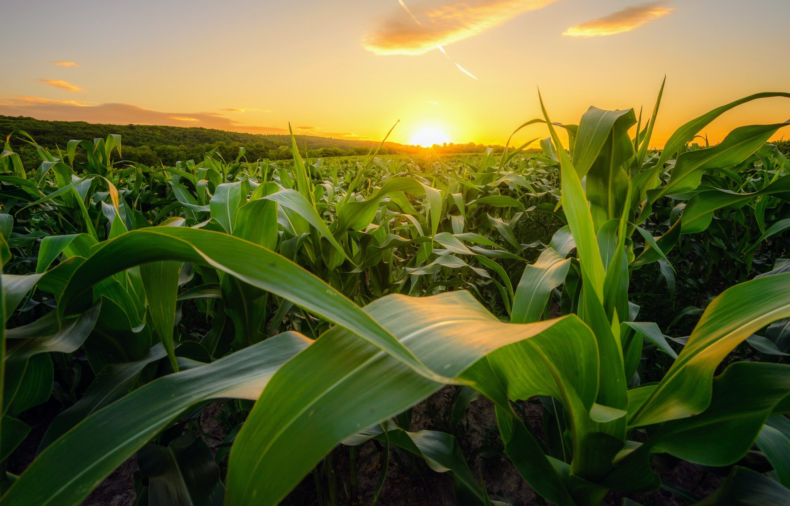 Relocating croplands could drastically reduce their environmental ...