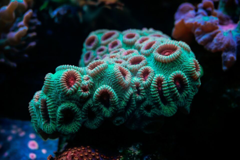 Hawaiian corals are surprisingly resilient to ocean warming • Earth.com