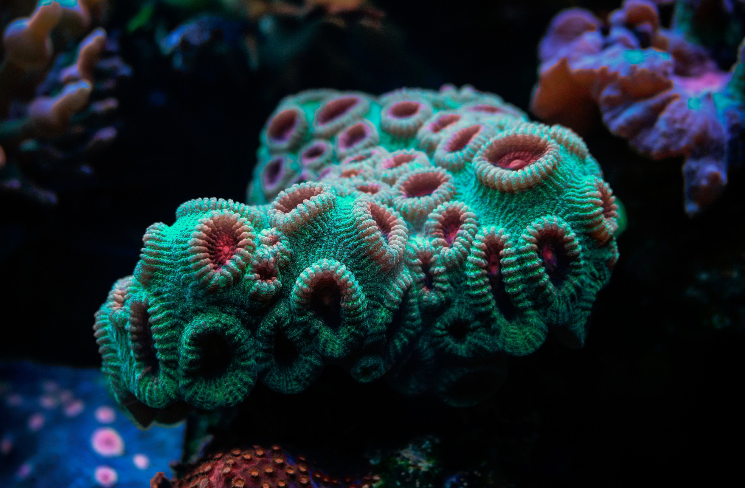 Hawaiian corals are surprisingly resilient to ocean warming - Earth.com