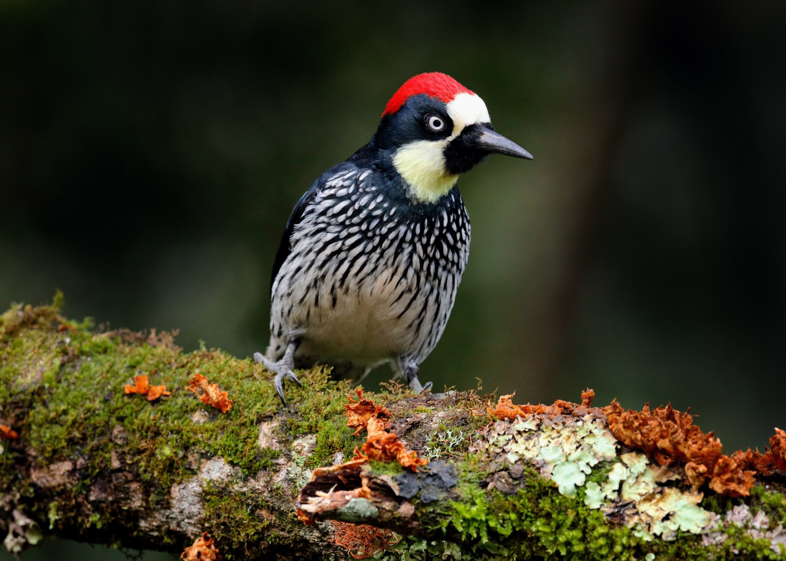 How mountains Influence bird evolution - Earth.com