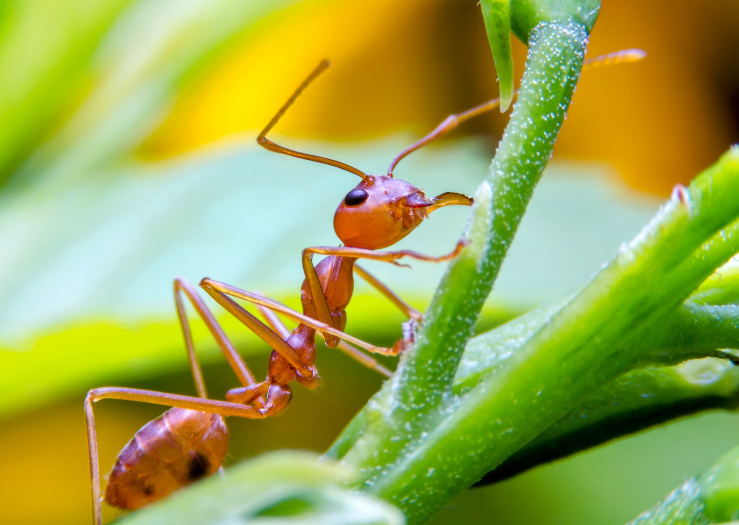 "Supergene" transformed the social hierarchy of fire ants - Earth.com