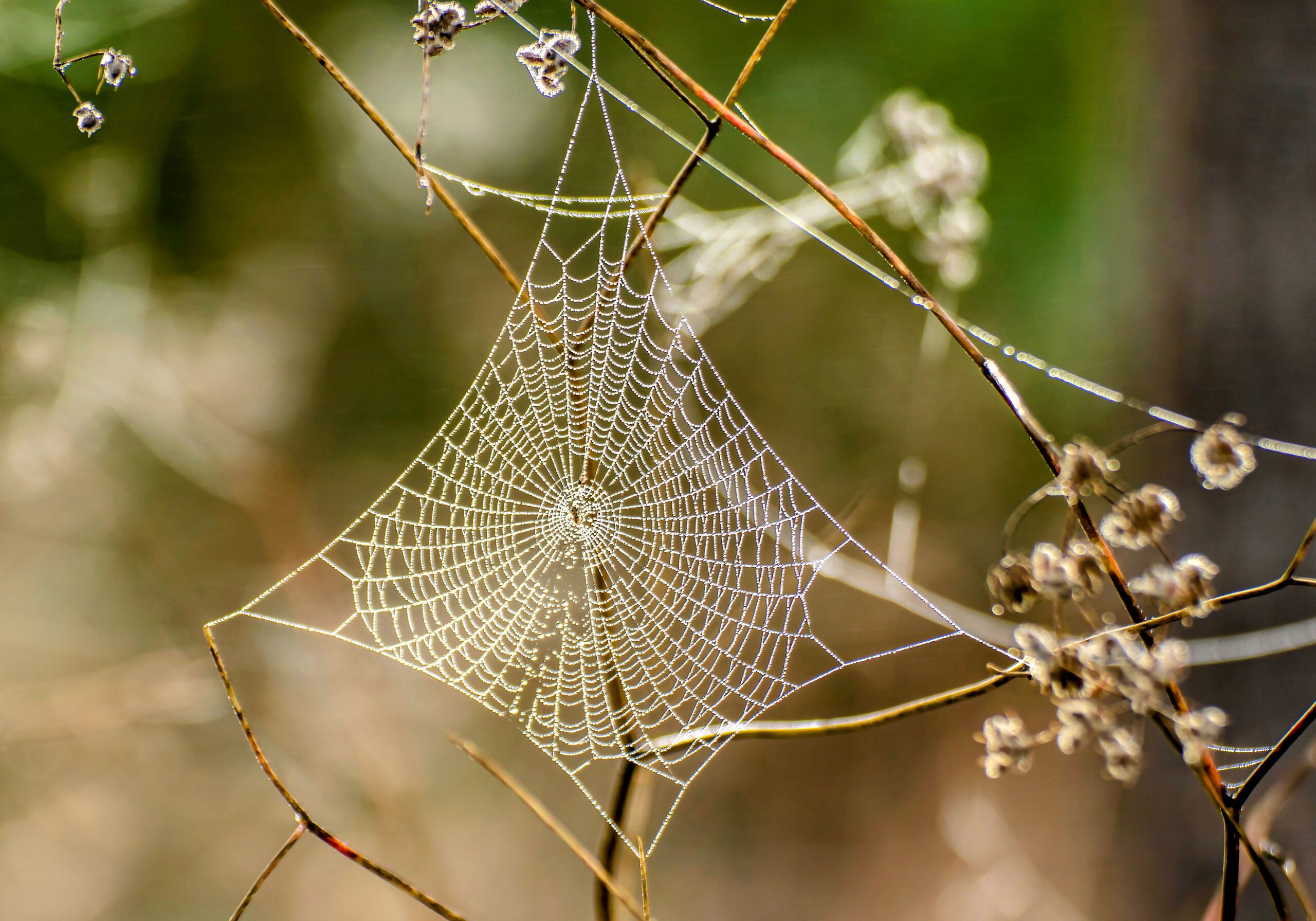 Spider silk can help human cells kill cancer - Earth.com