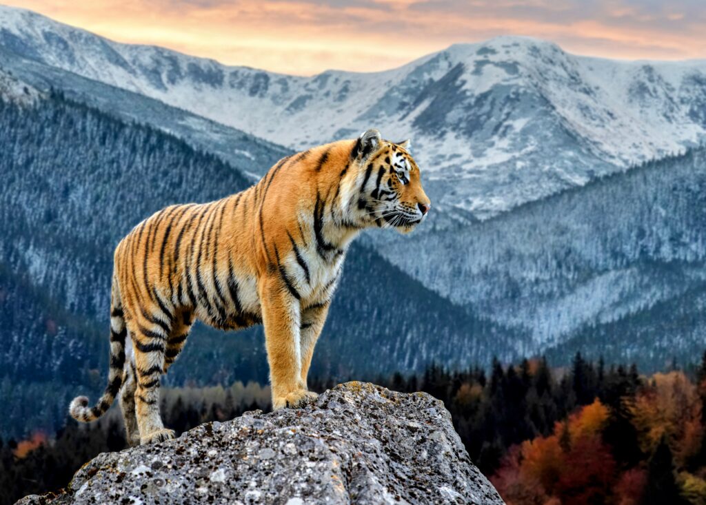 Ancient sabre-tooth sheds light on the evolution of hypercarnivores ...