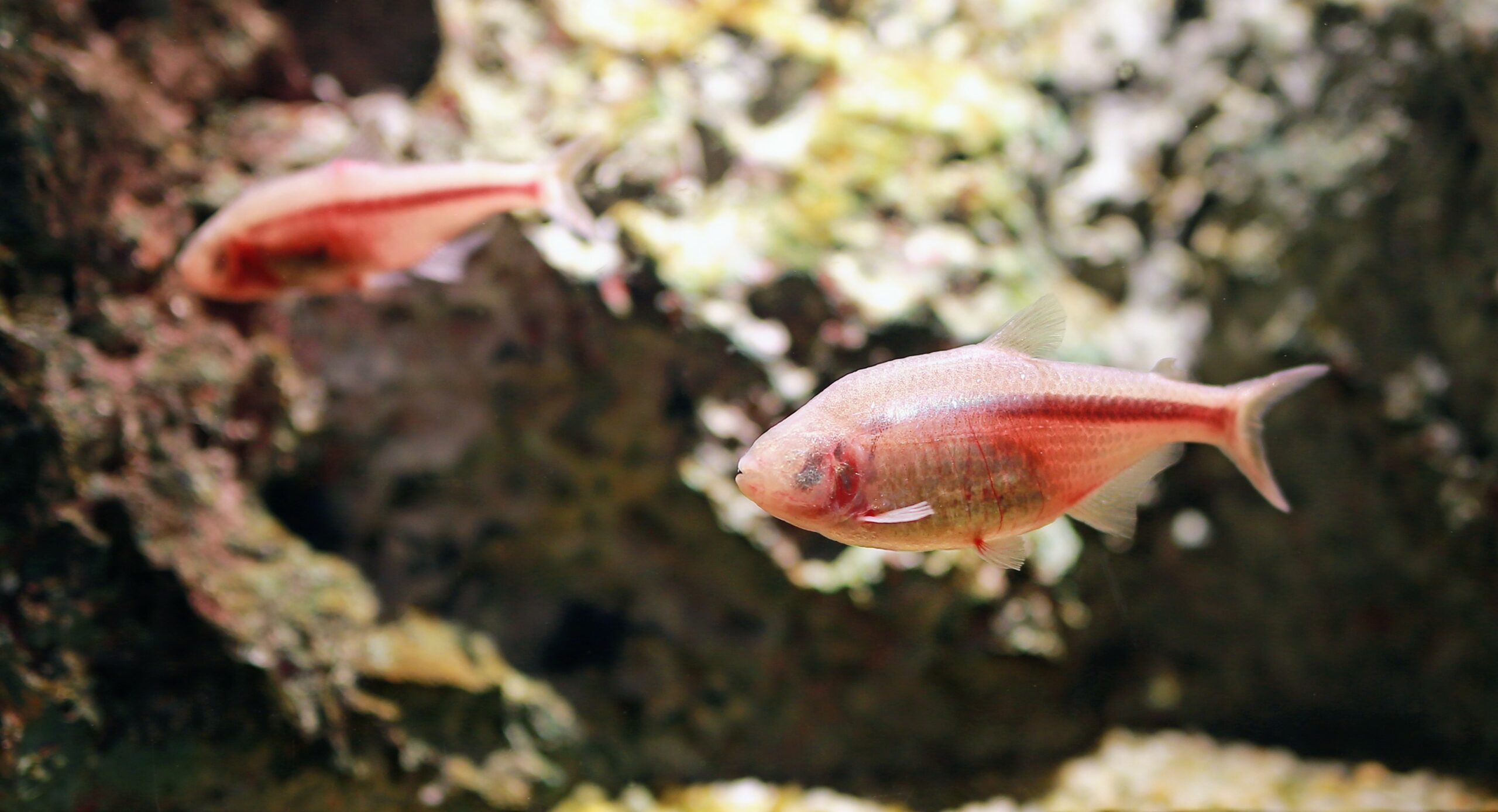 How do blind cave fish live in low oxygen waters? - Earth.com