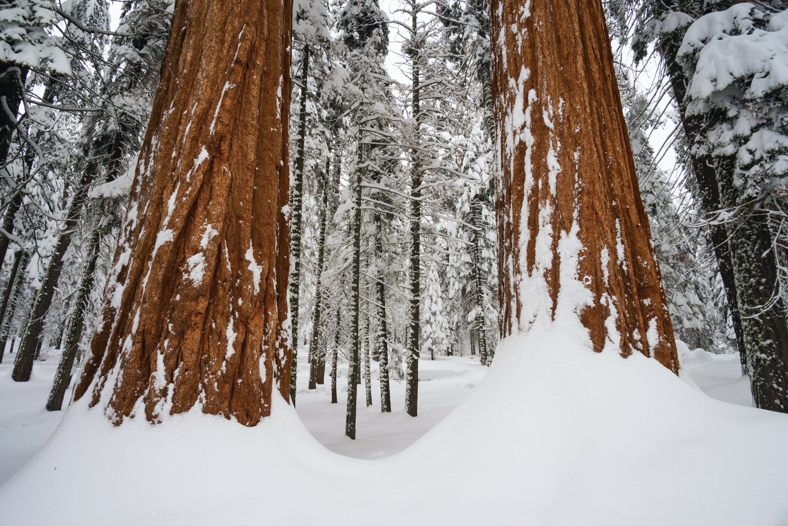 Big trees protect forests by maintaining snowpack - Earth.com