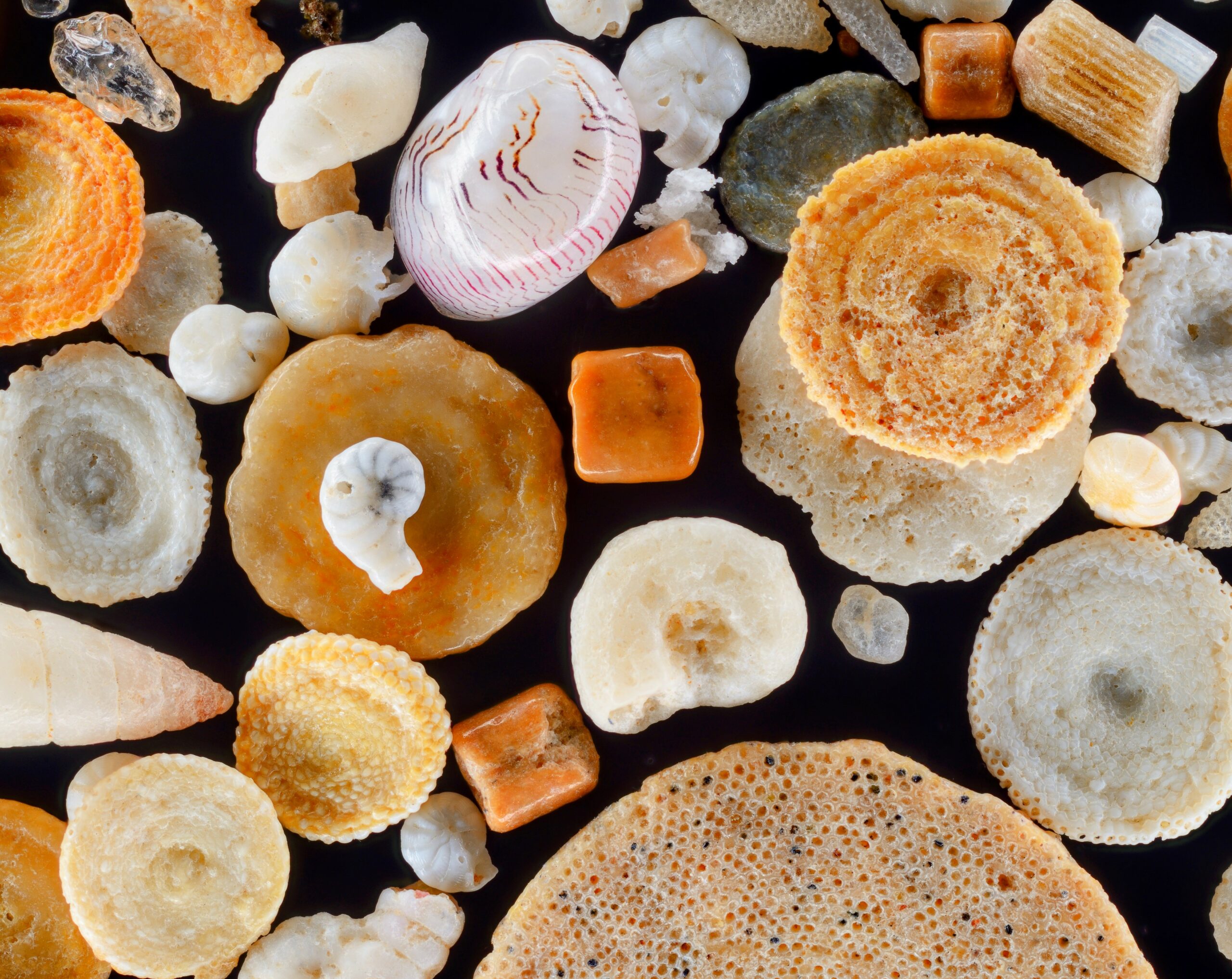 Fossil shells reveal details of historic climate warming - Earth.com