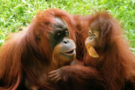 Ape “vocabularies” are shaped by social interaction • Earth.com