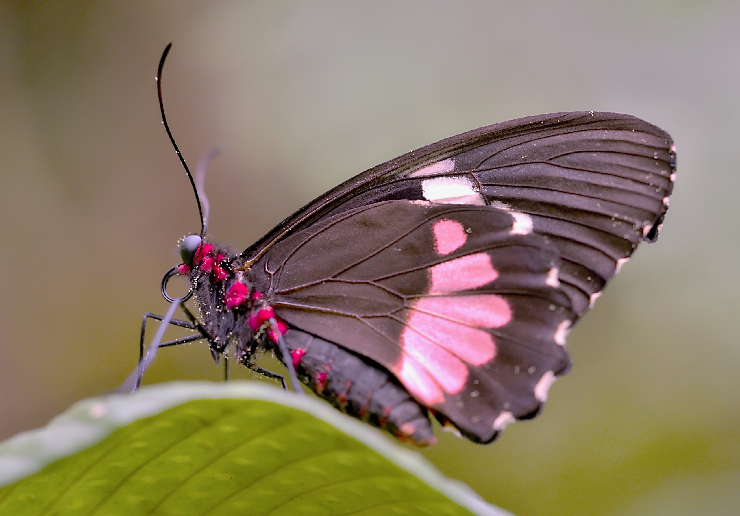 Insect wings inspire new method to kill bacteria on food - Earth.com