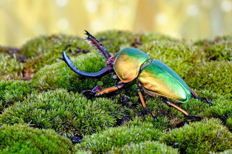 Reconstructing 300 million years of beetle evolution • Earth.com