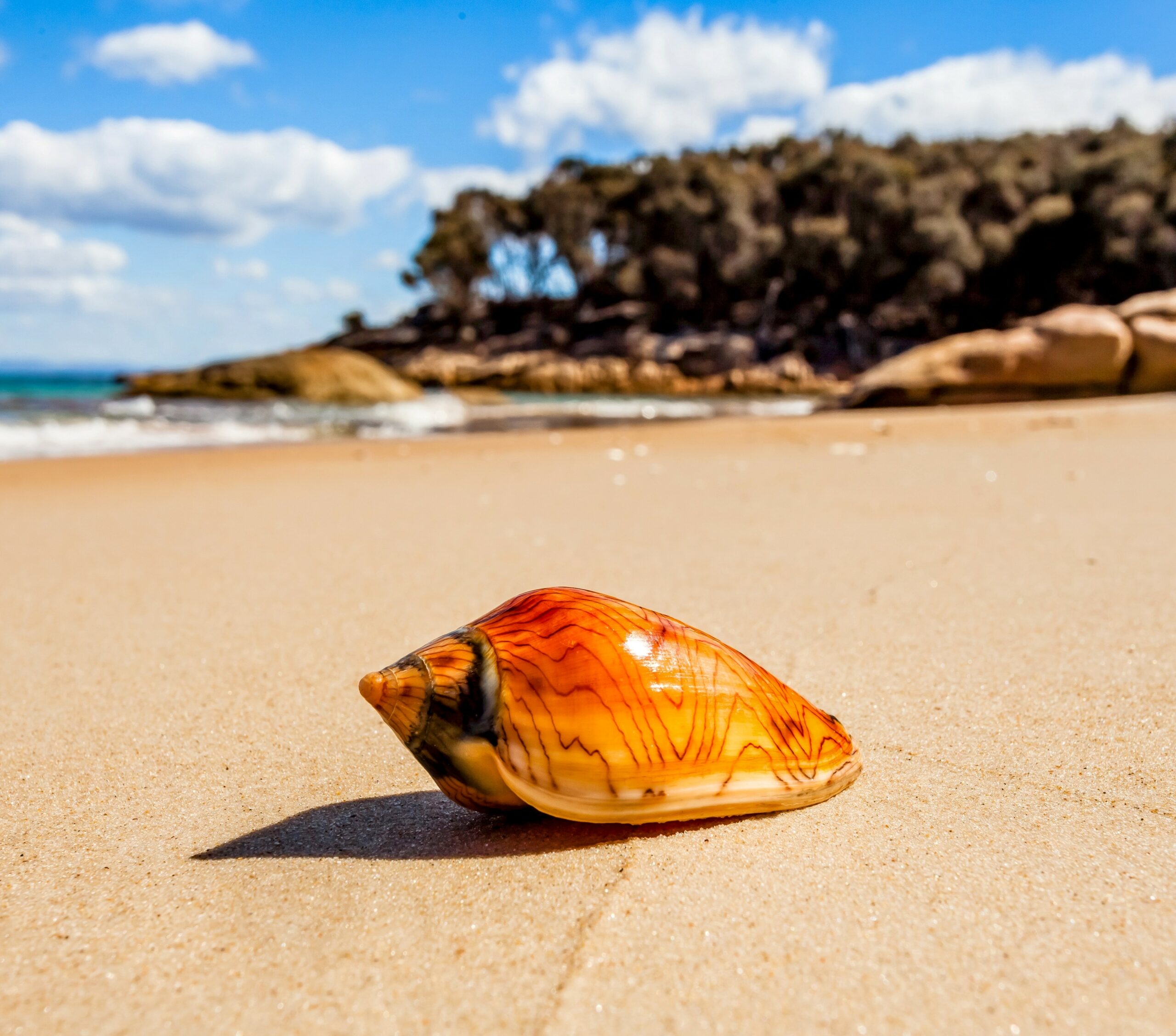 Cone snail venom could be used to produce painkillers - Earth.com