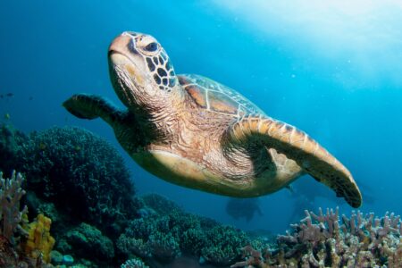 African network helps protect green turtle populations • Earth.com