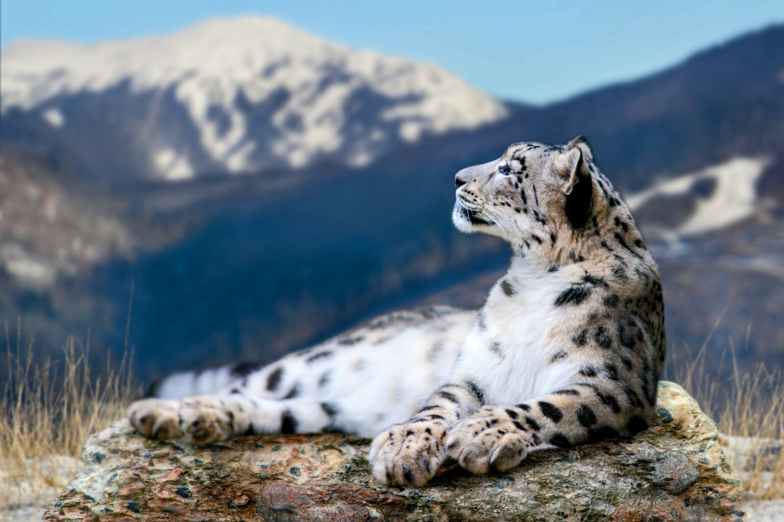 How snow leopards and nomads coexist on the Tibetan Plateau • Earth.com