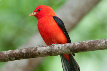 Light pollution is a growing issue for migratory birds • Earth.com