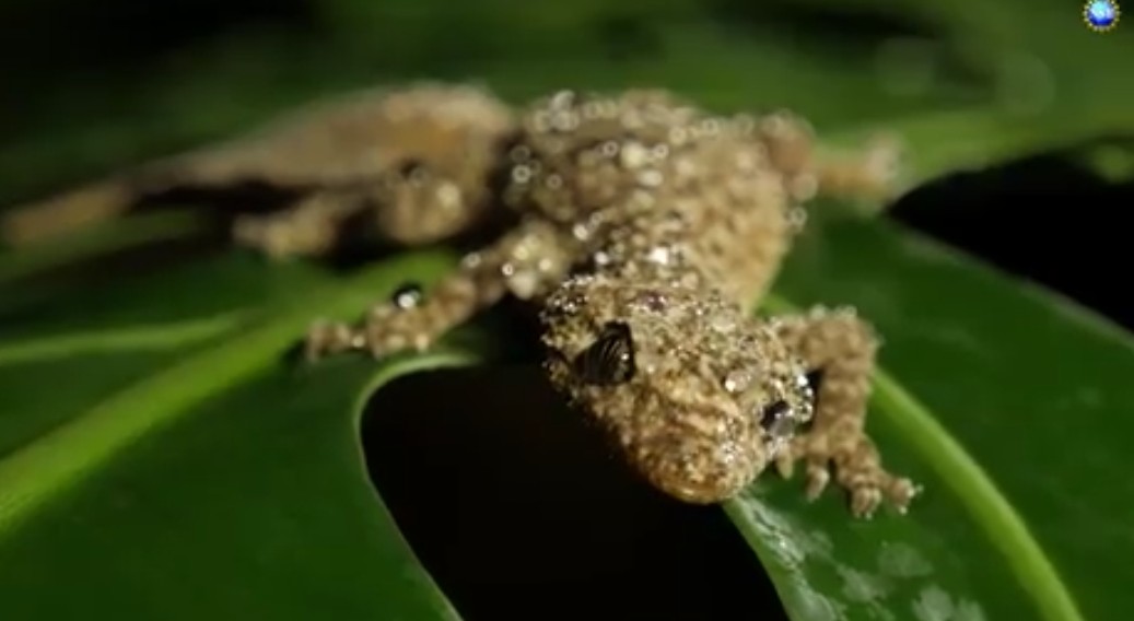 Lizards hold secrets of how animals evolve - Earth.com