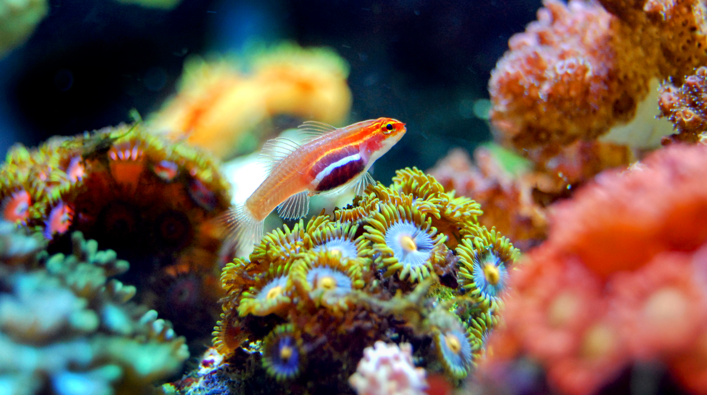 Coral reefs must strike a delicate balance in order to function - Earth.com