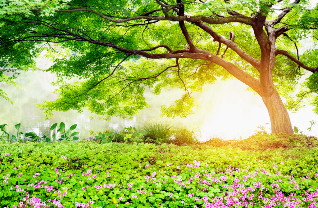 "Hidden” value of trees far exceeds their commercial value - Earth.com