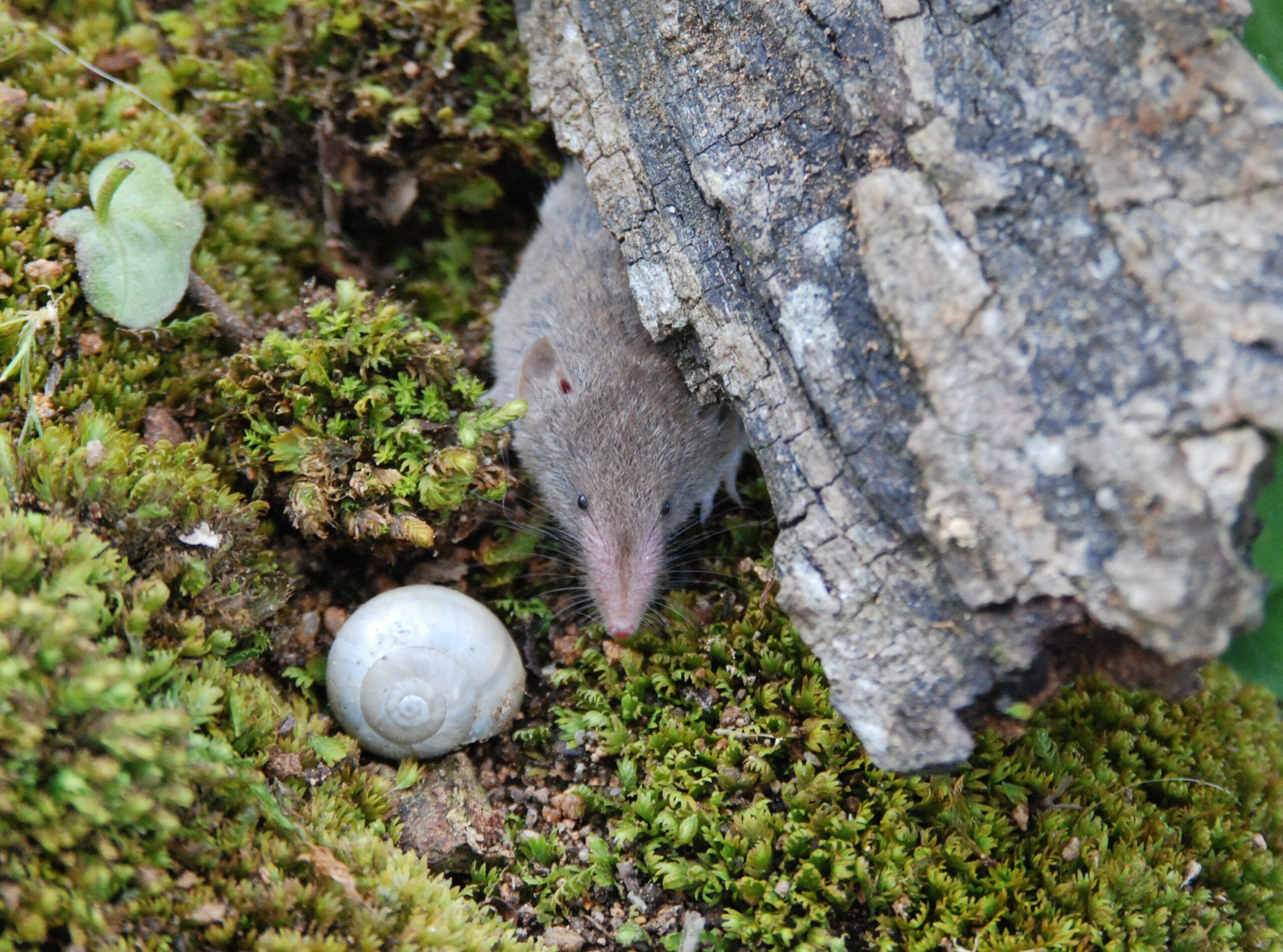 City shrews have bigger personalities - Earth.com