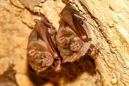 Vampire bats bond after being randomly paired up • Earth.com